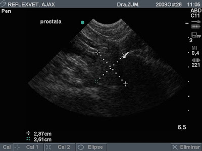 REFLEXVET ¨soluciones en ecografia veterinaria¨: PROSTATA DEL PERRO